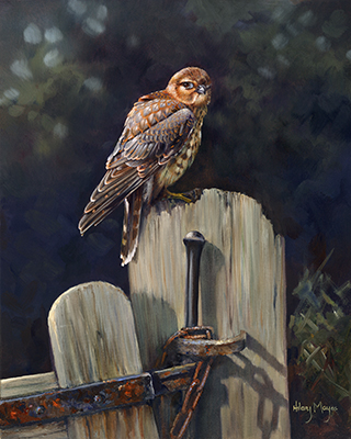 Young merlin – Hilary Mayes, Wildlife Artist
